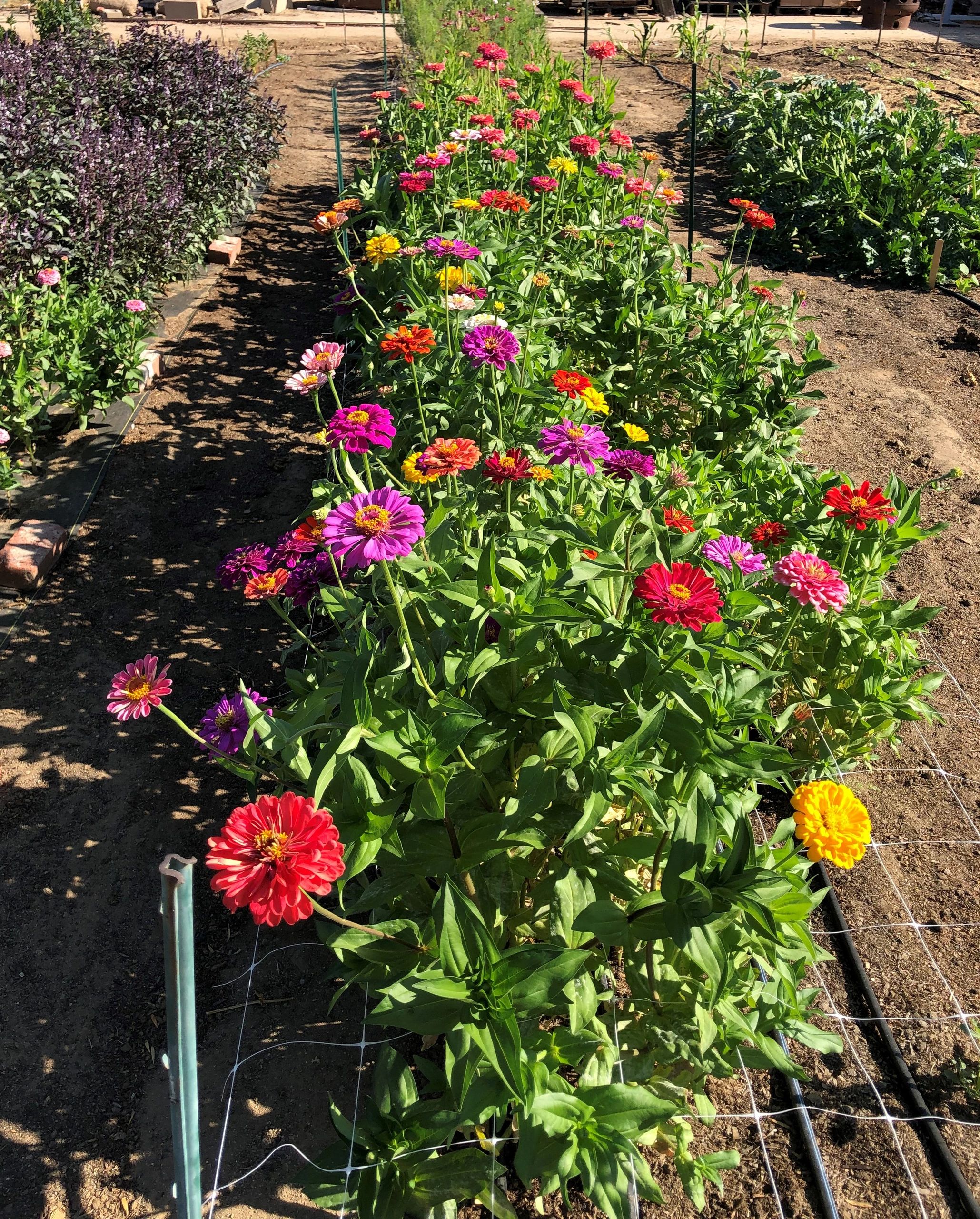 MK Flower Fields