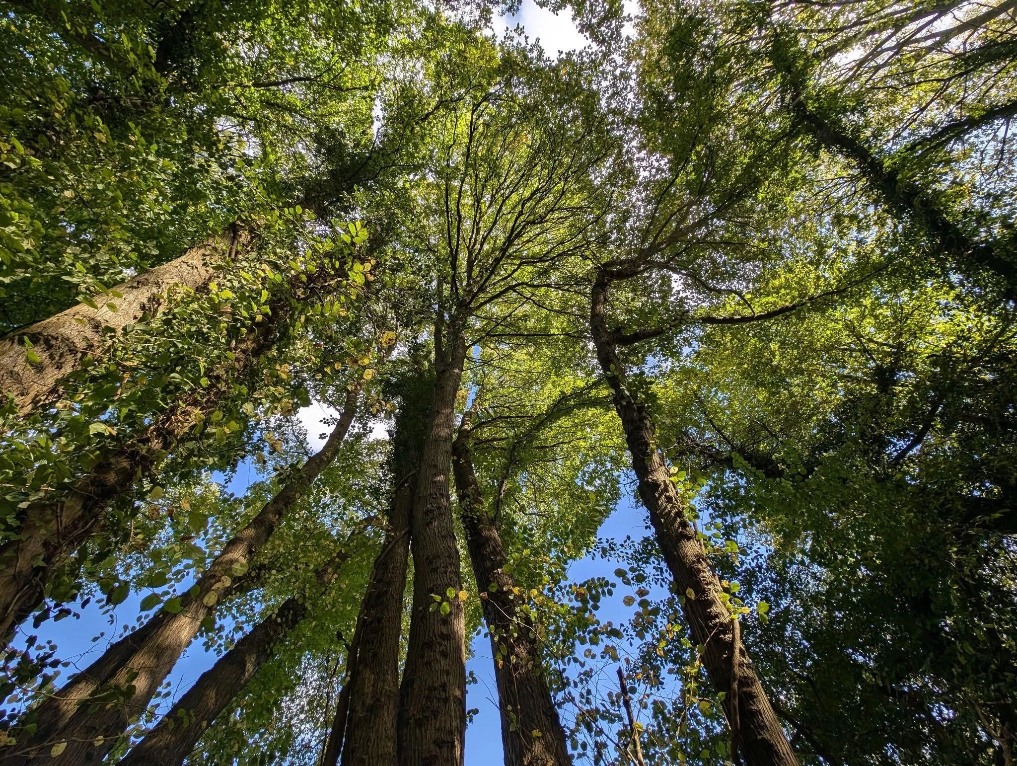 Elm Tree Supplier | Resistant Elm Trees in Epsom