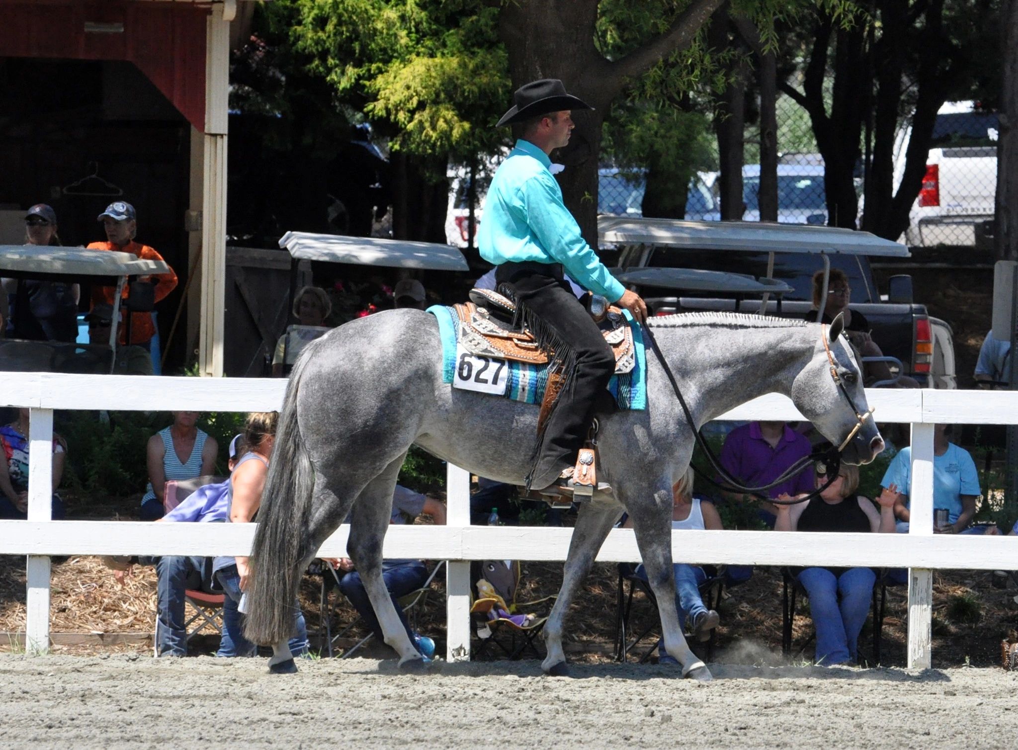 Jeremy May Show Horses