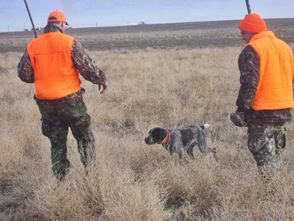 Pheasant Hunting, Hunt - Auer Bird Valley - Denver, Colorado