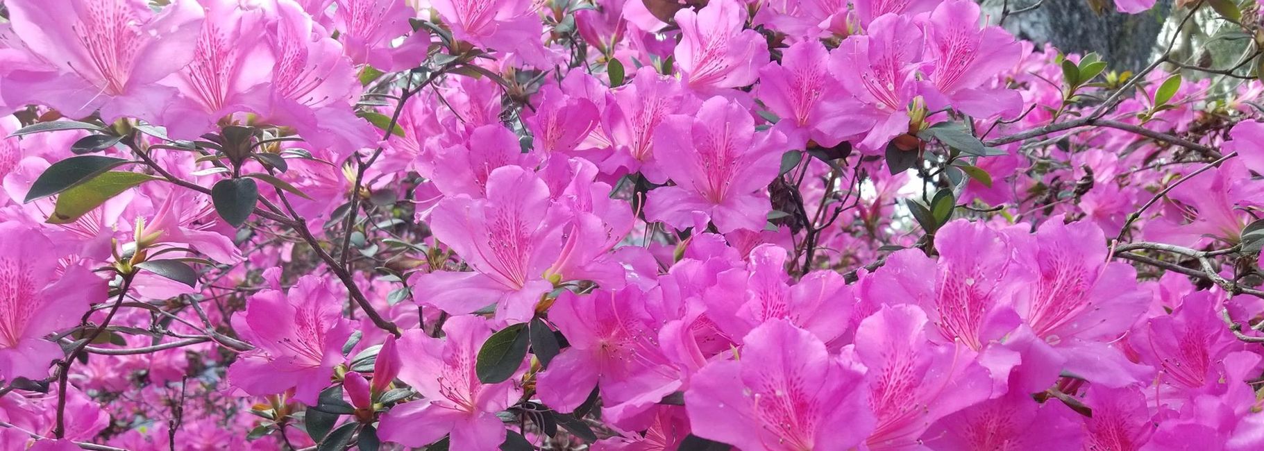 Camp Mars - Gay Campground, Florida Gay Camping | Camp Mars