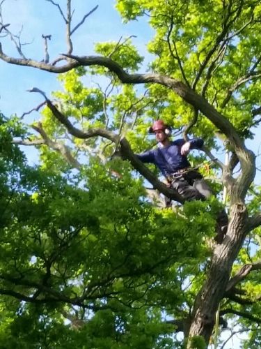 ARBOR BARBA - Tree Cutting Service, Tree Stump Removal, Hedge Trimmer