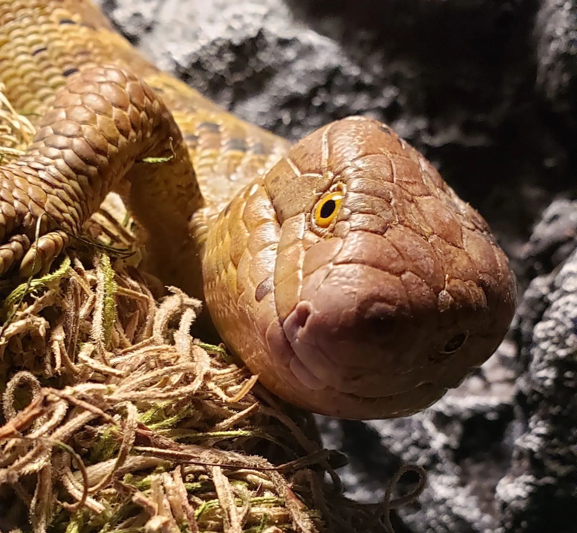 Learn About Lizards