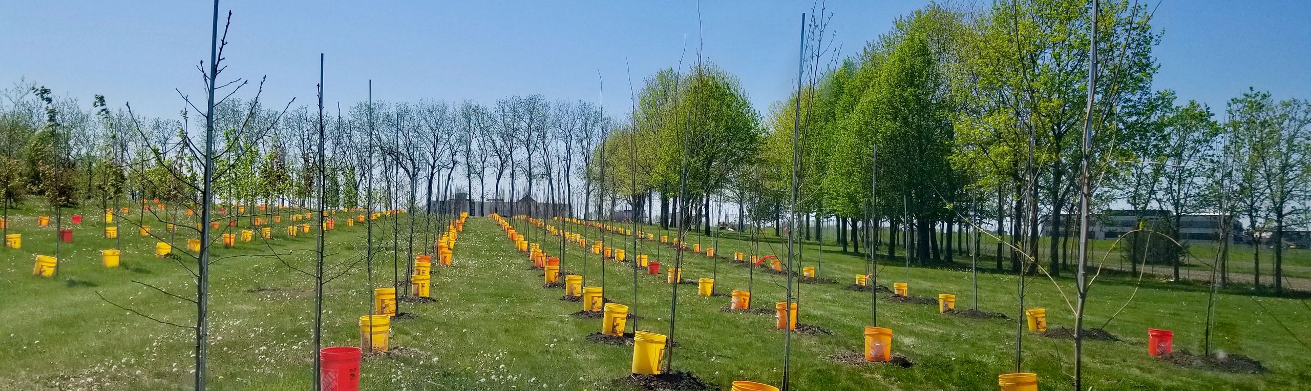 Quality Trees - Dolmage Tree Farm