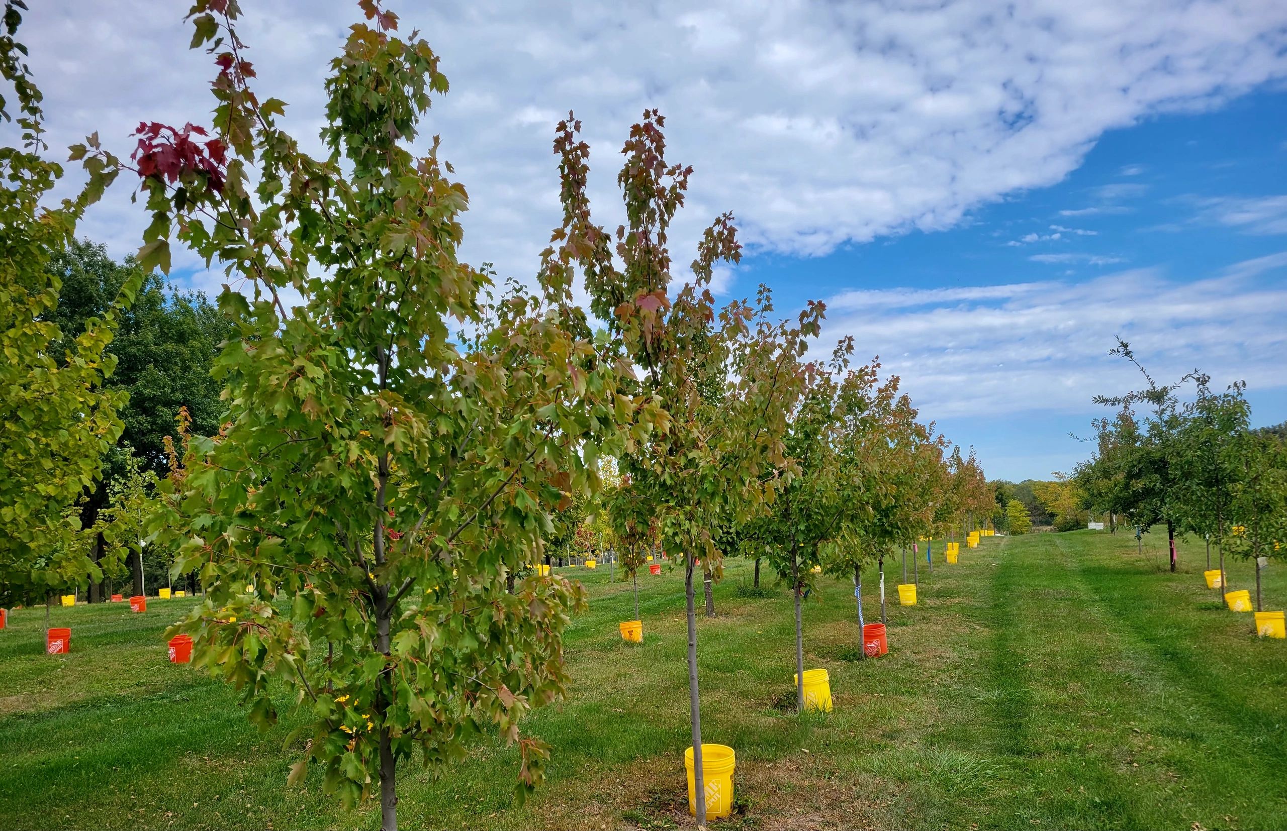Quality Trees - Dolmage Tree Farm