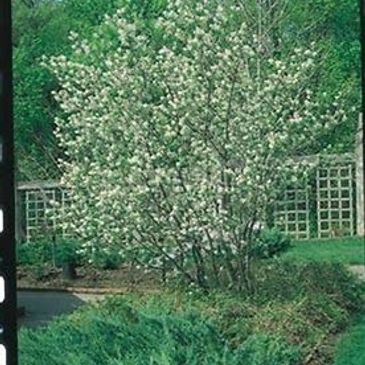 Miscellaneous Trees | Dolmage Tree Farm