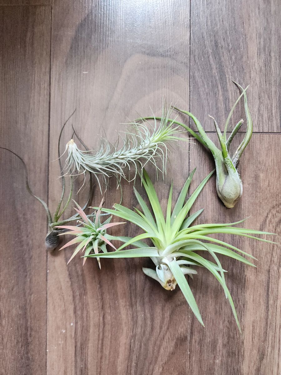 Tilly Discovery Pack