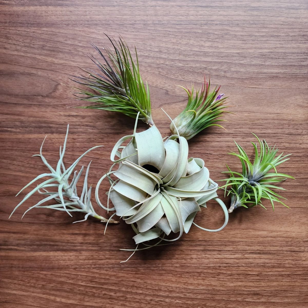 Premium Tilly Discovery Pack