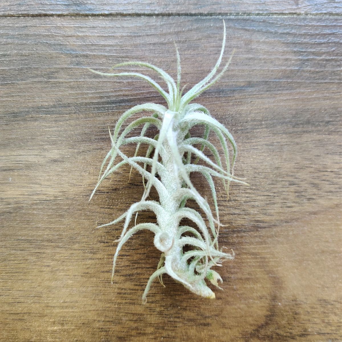 Tillandsia stellifera 'Fishbone'