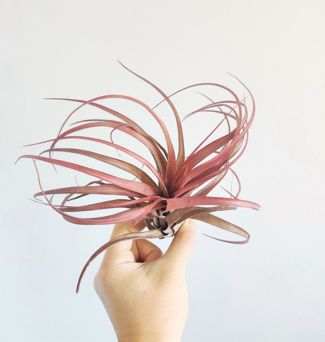 Tillandsia capitata Hybrid Maroon