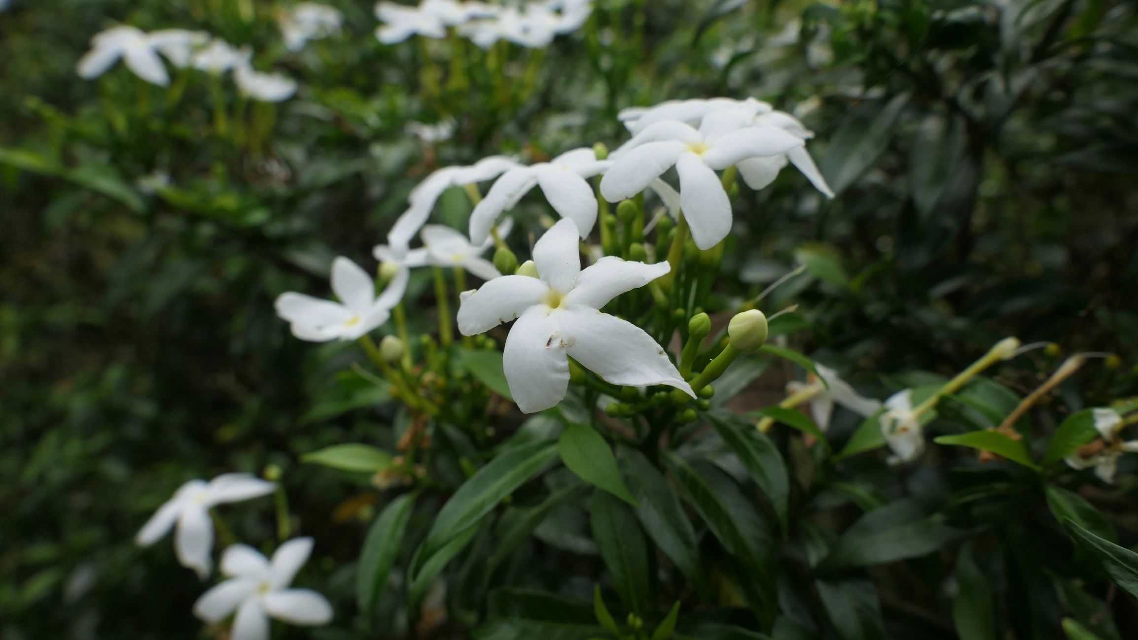 Researchers Find Pinwheel Flower Effectively Treats Chronic Pain