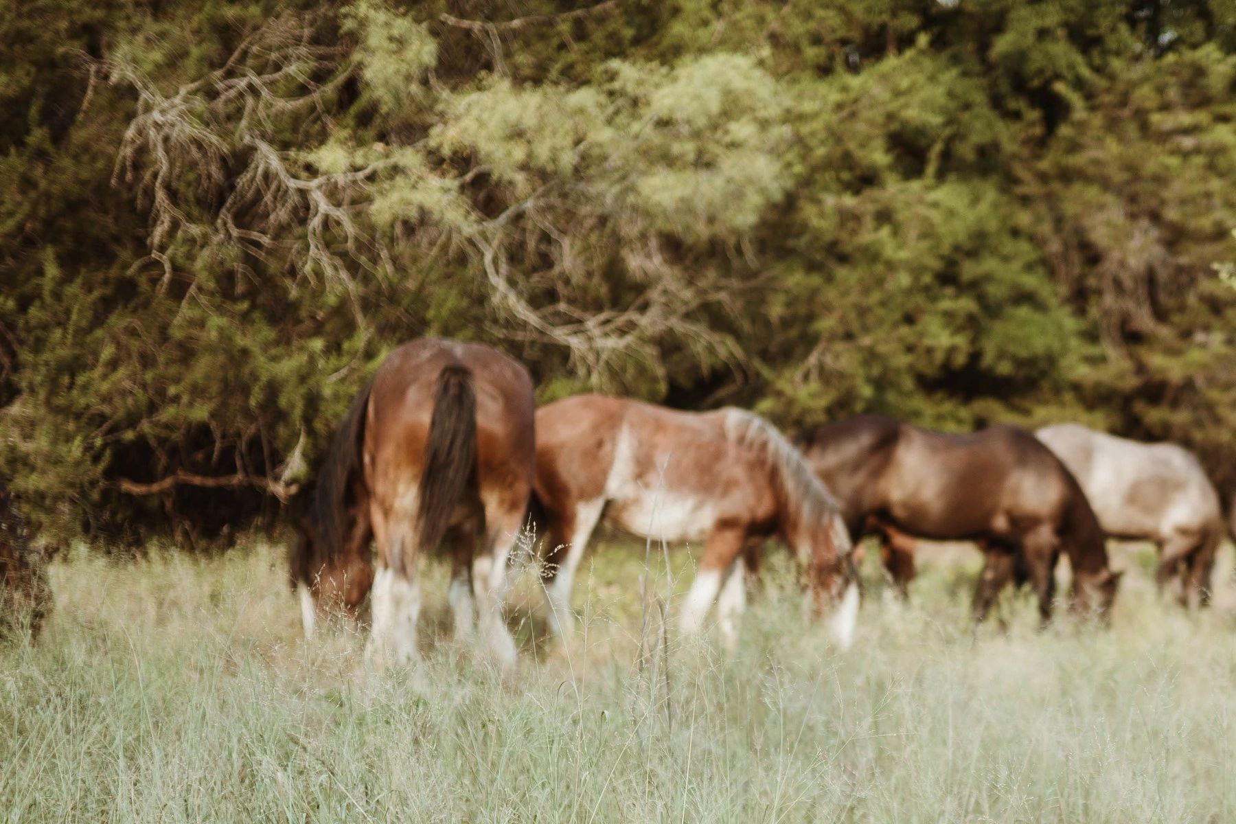 American Draft Cross Registry