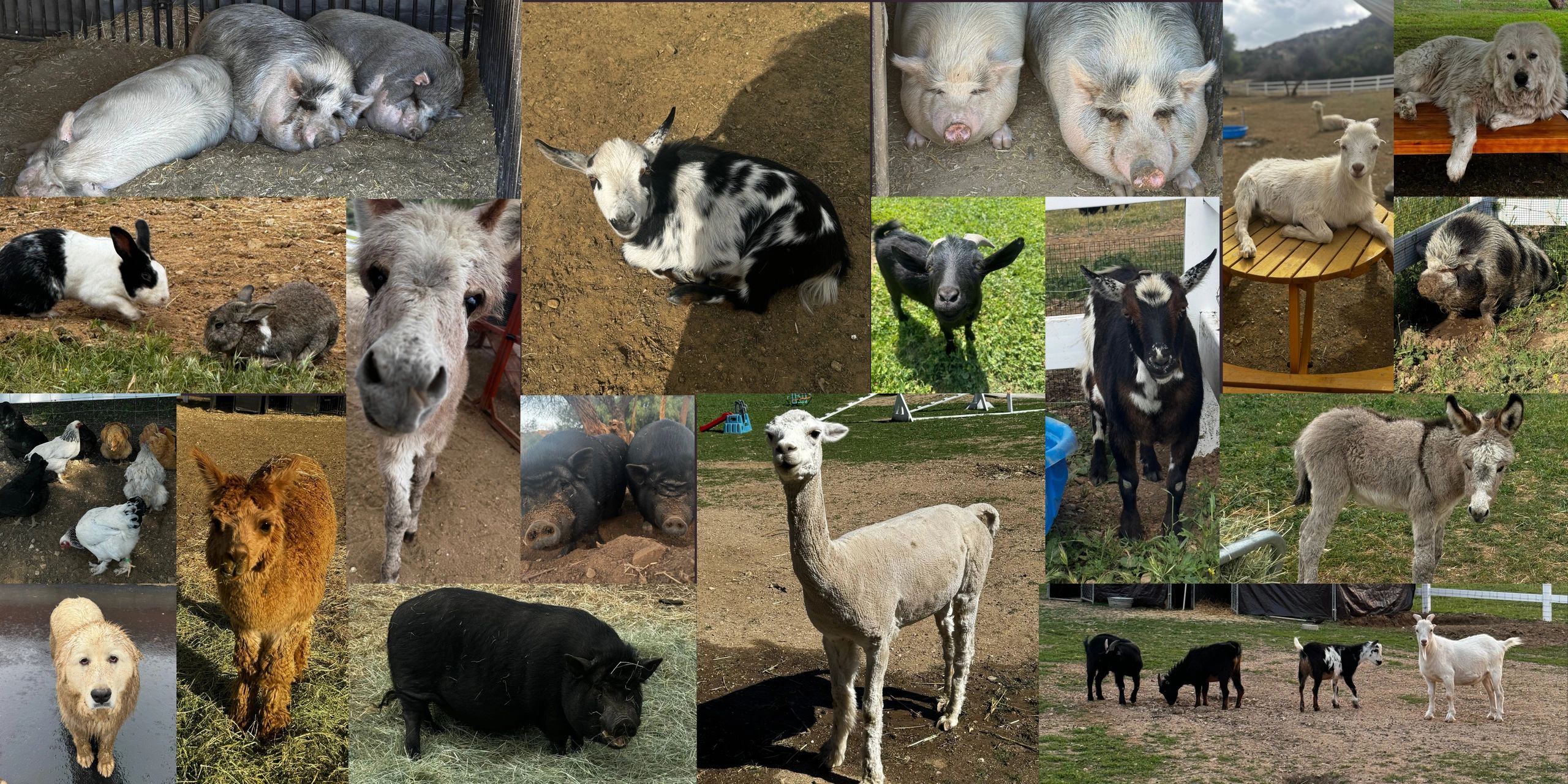 Farmstrong Rescue: Saving Abandoned Farm Animals