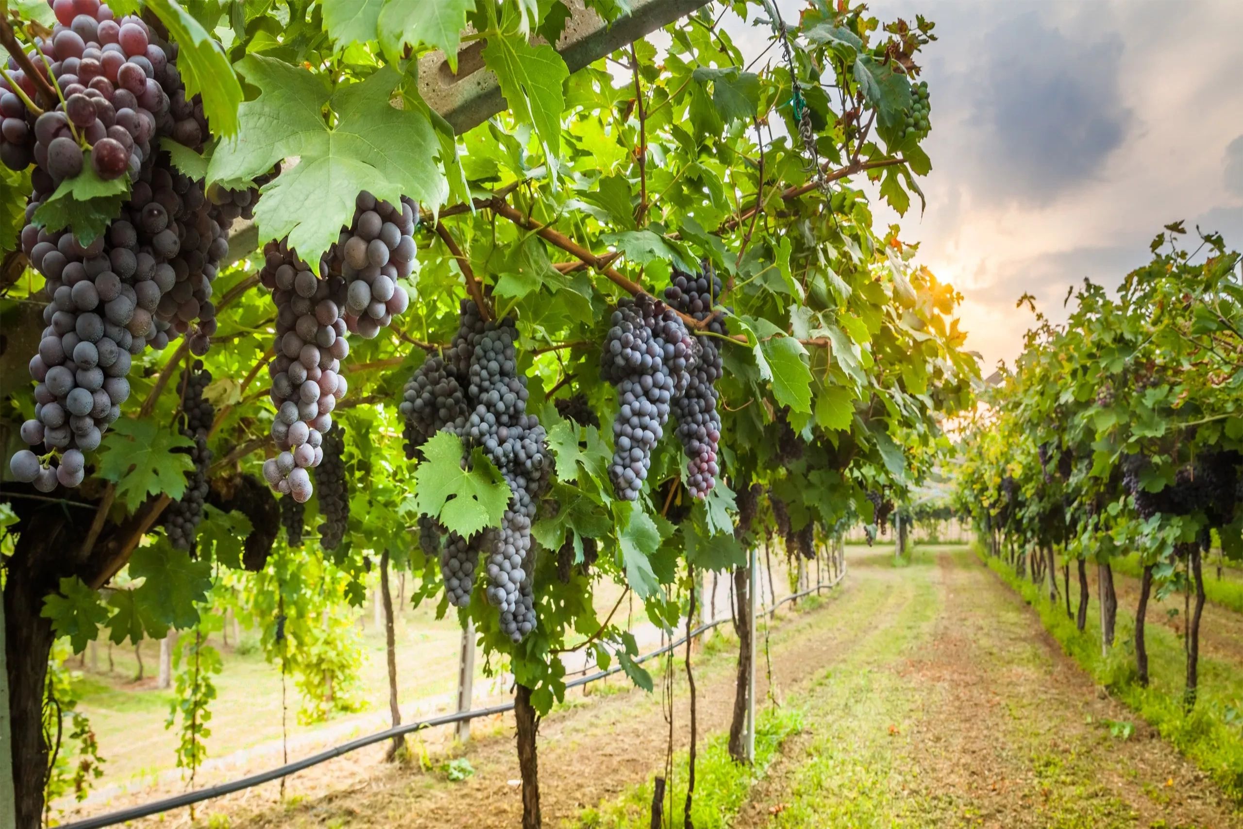 True and Narrow Gate