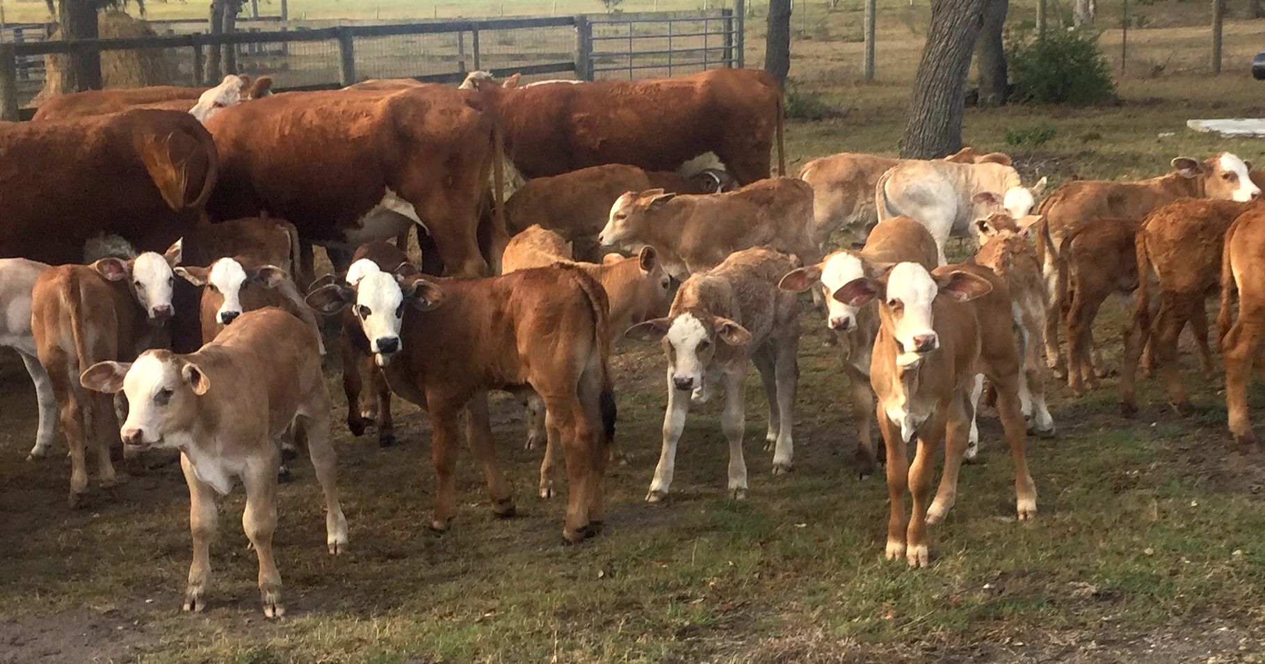 Redbird Gallery | Redbird Ranch Cattle