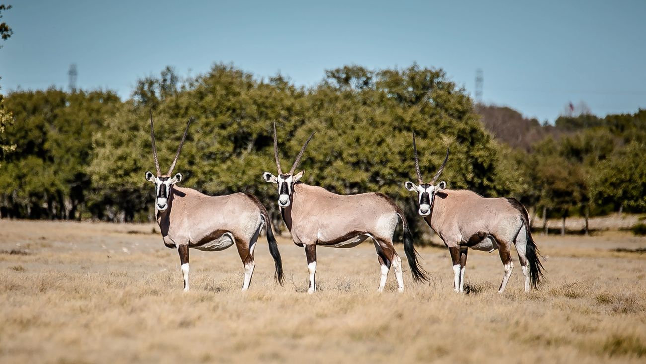 AC Ranch - Hunting, Travel, Retreats