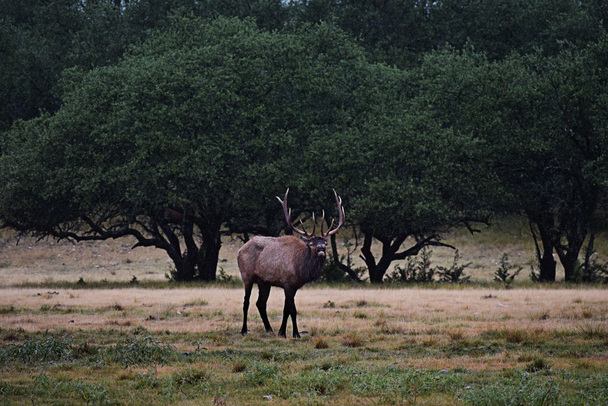 AC Ranch - Hunting, Travel, Retreats