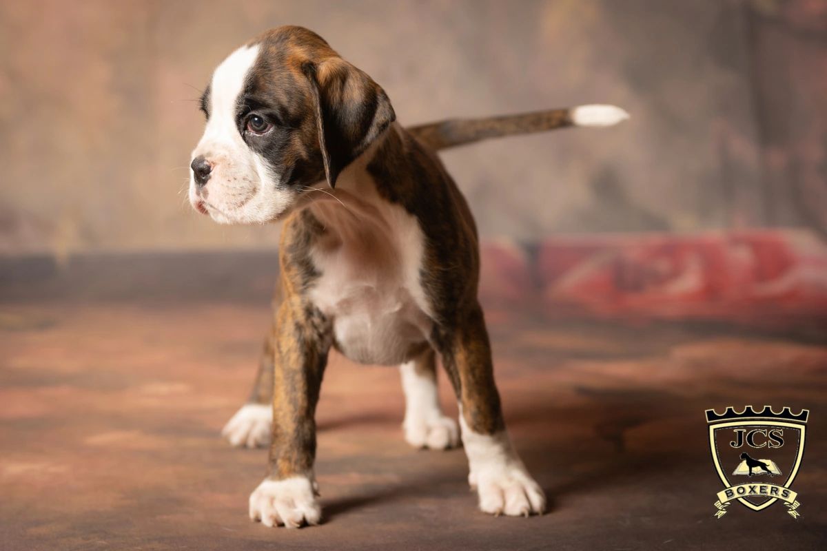 Are Miniature Boxers Real