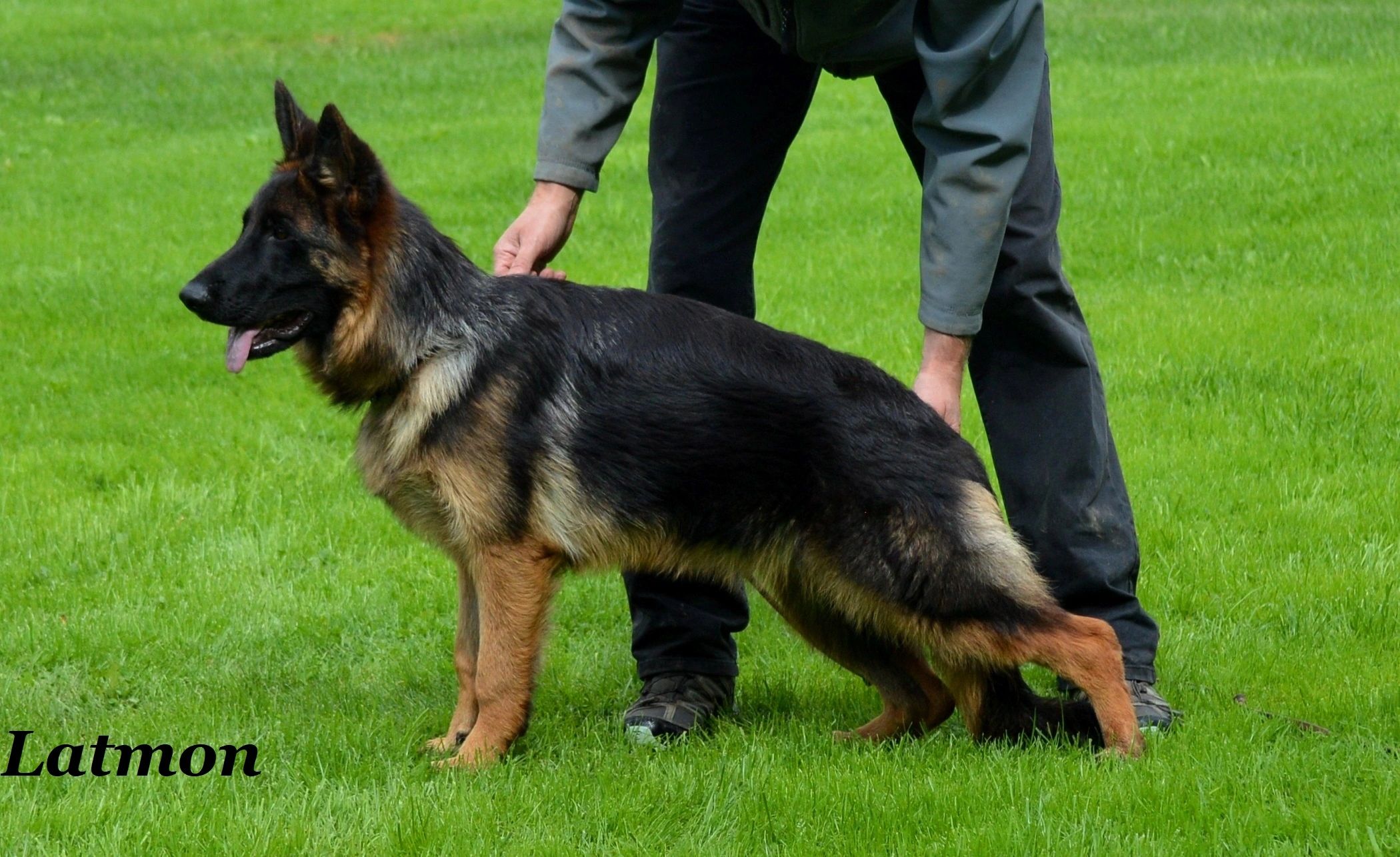 Henry Latmon progeny show results in OG Kehl, judge Robert Lang