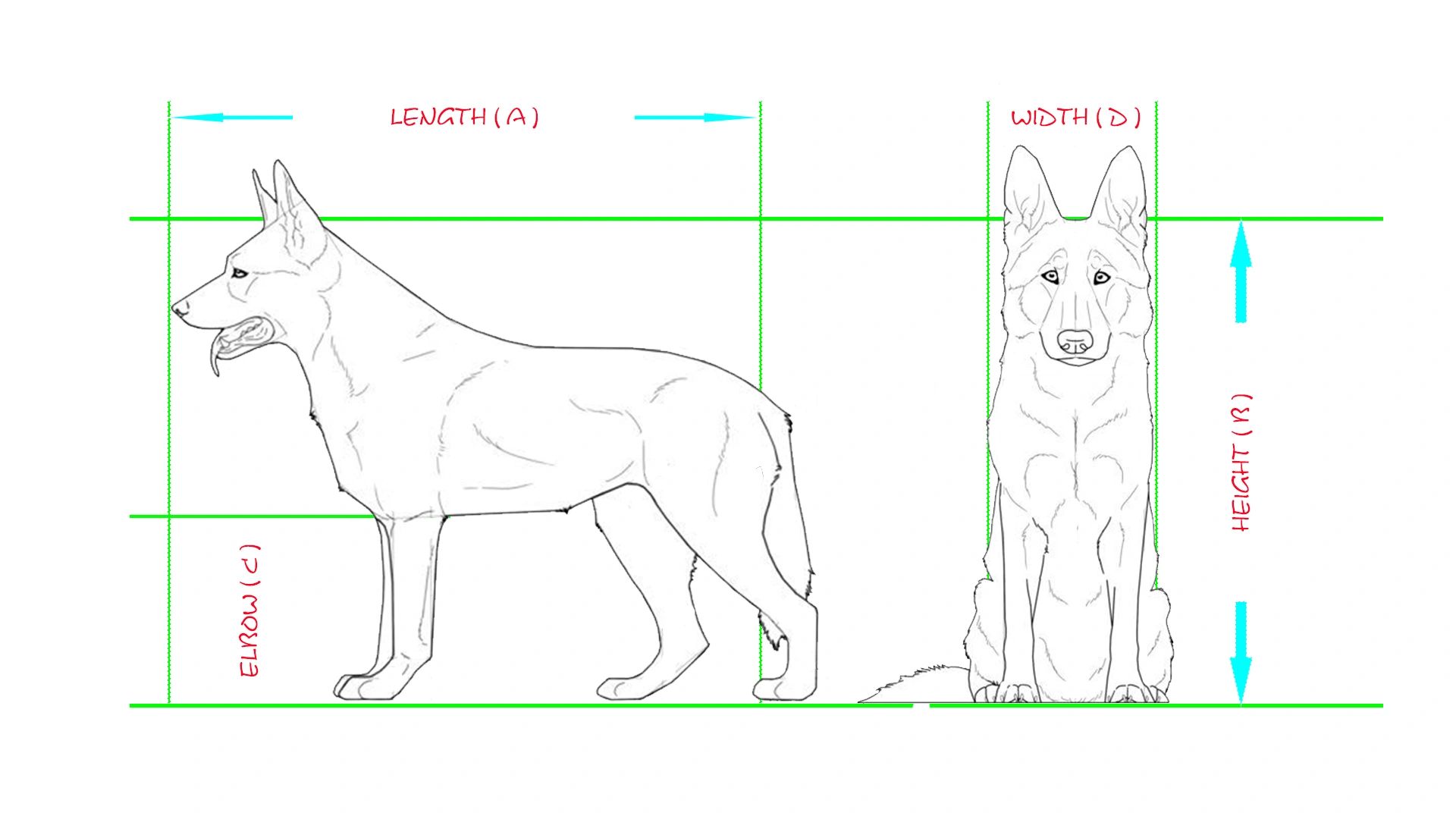 How to Measure my dog