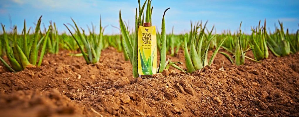 Ten reasons to love Forever’s aloe vera