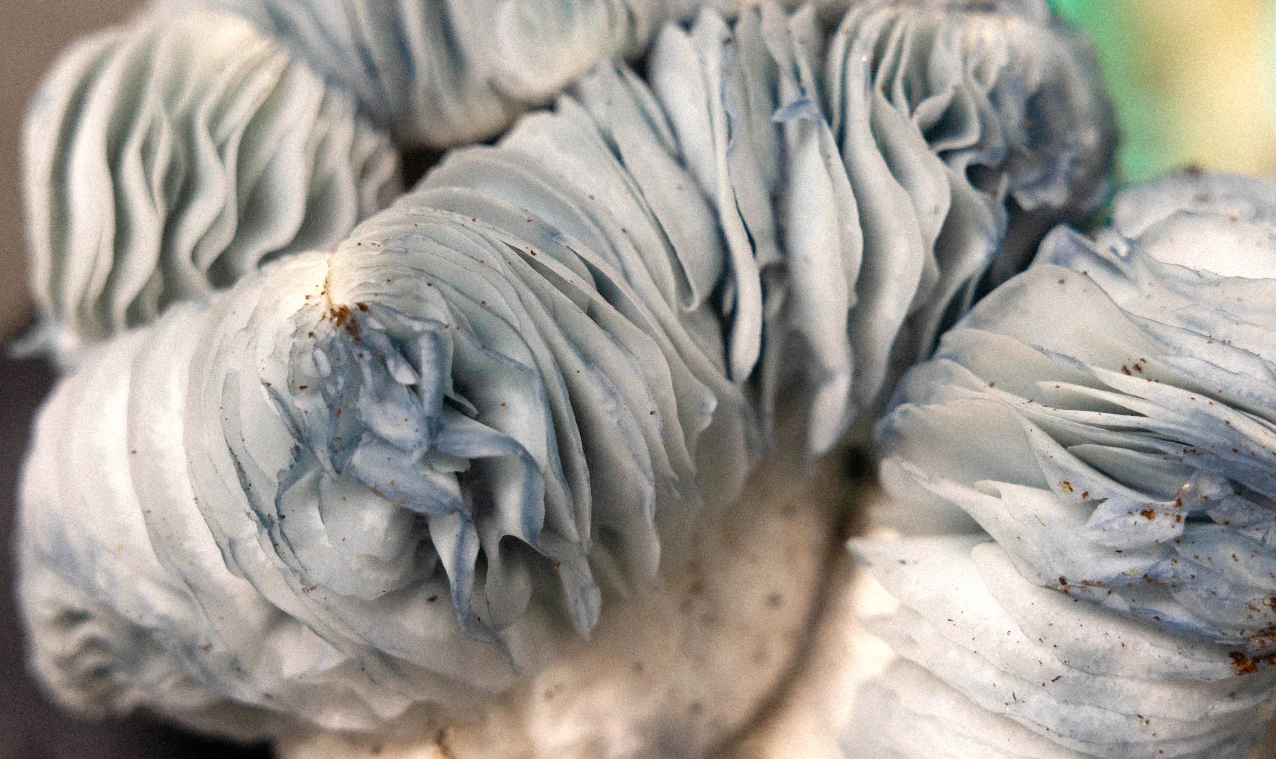 West Coast Gold Caps