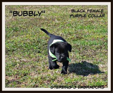 Sterling J Labradors - Labrador Retrievers, Puppies, Breeder