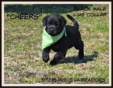 Sterling J Labradors - Labrador Retrievers, Puppies, Breeder