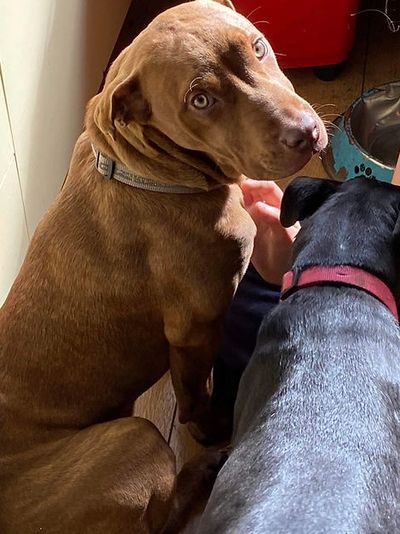 GUARDIAN ANGELS ANIMAL RESCUE INCORPORATED - online