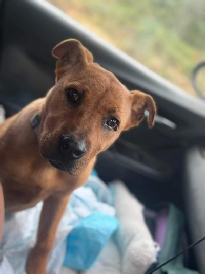 GUARDIAN ANGELS ANIMAL RESCUE INCORPORATED - online