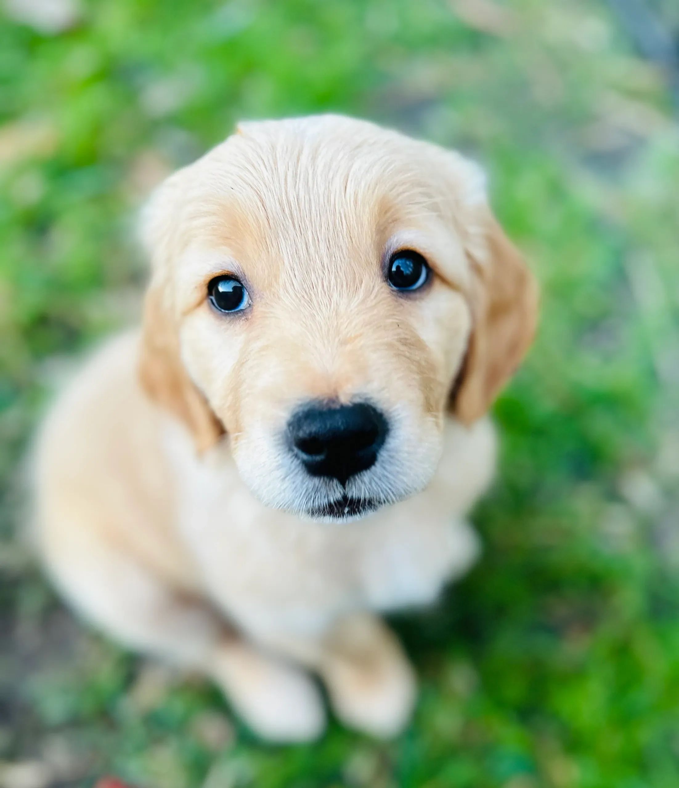 Companion Dog Academy