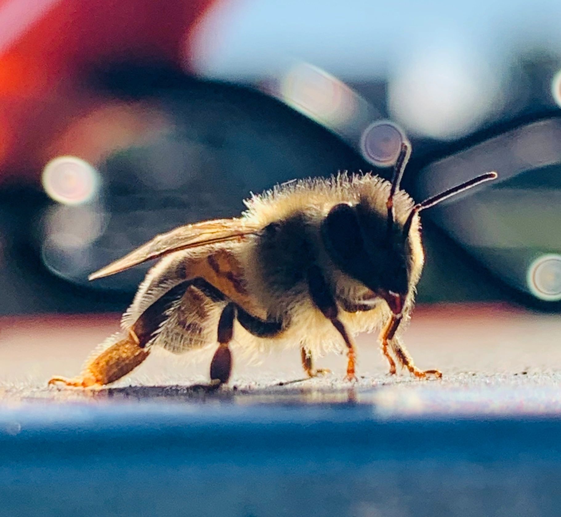 Bees By The Sea