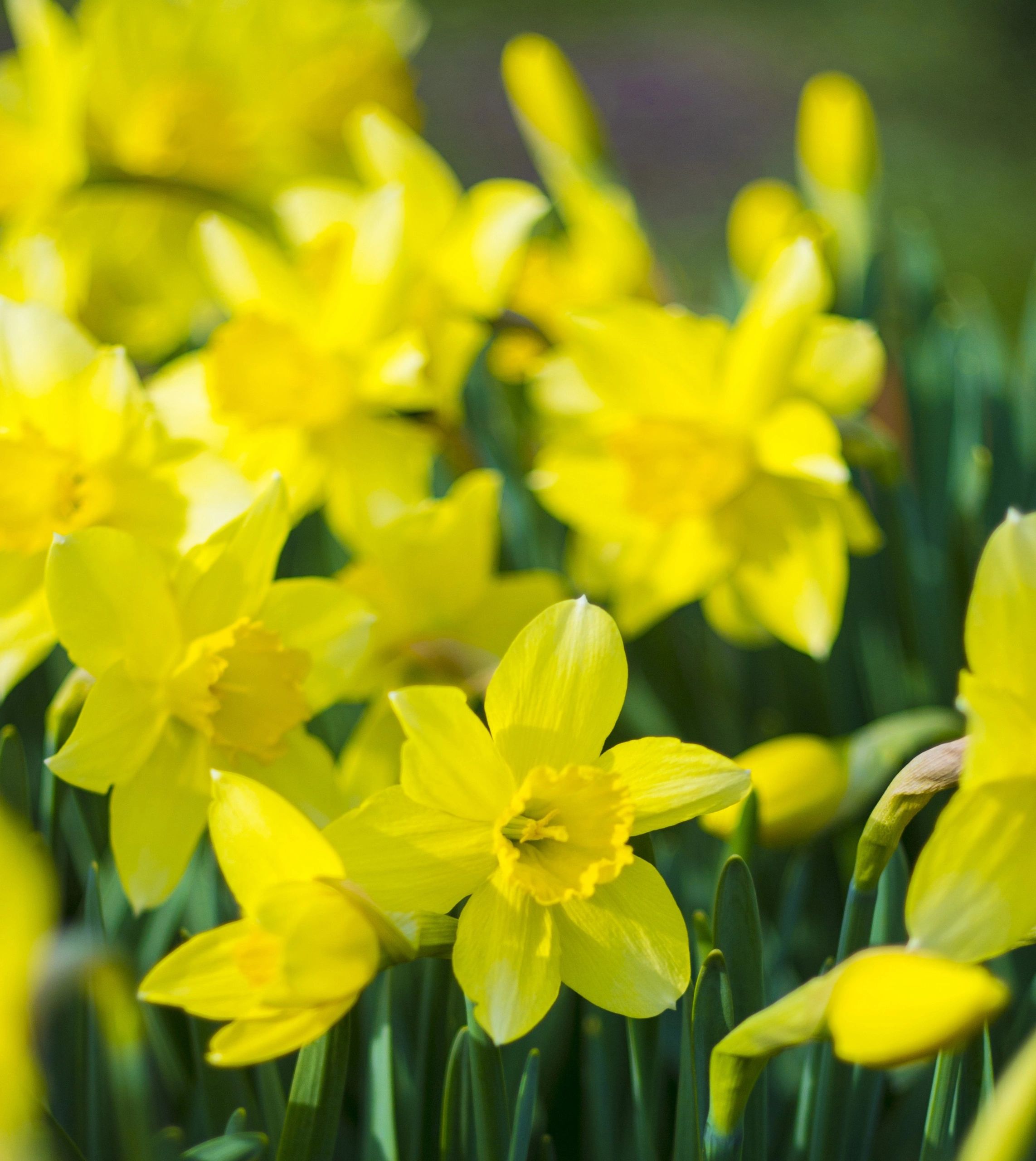 About Us | Rolleston Village