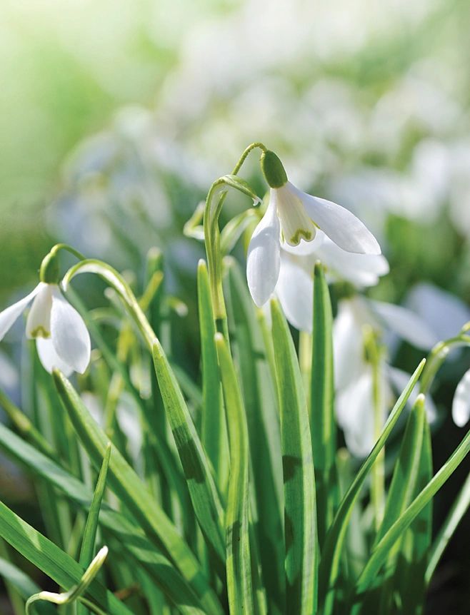 About Us | Rolleston Village