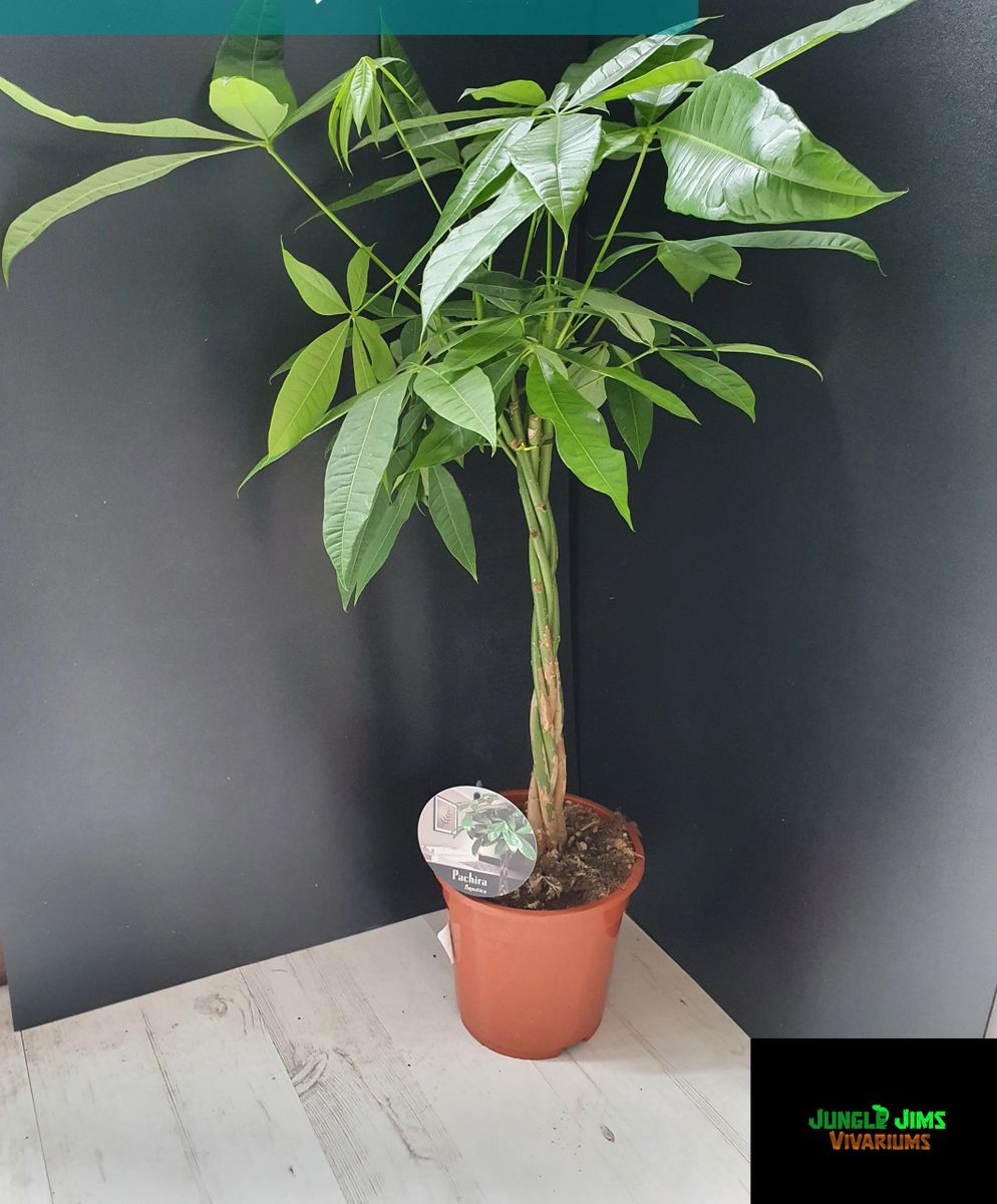 Pachira aquatica (money tree)