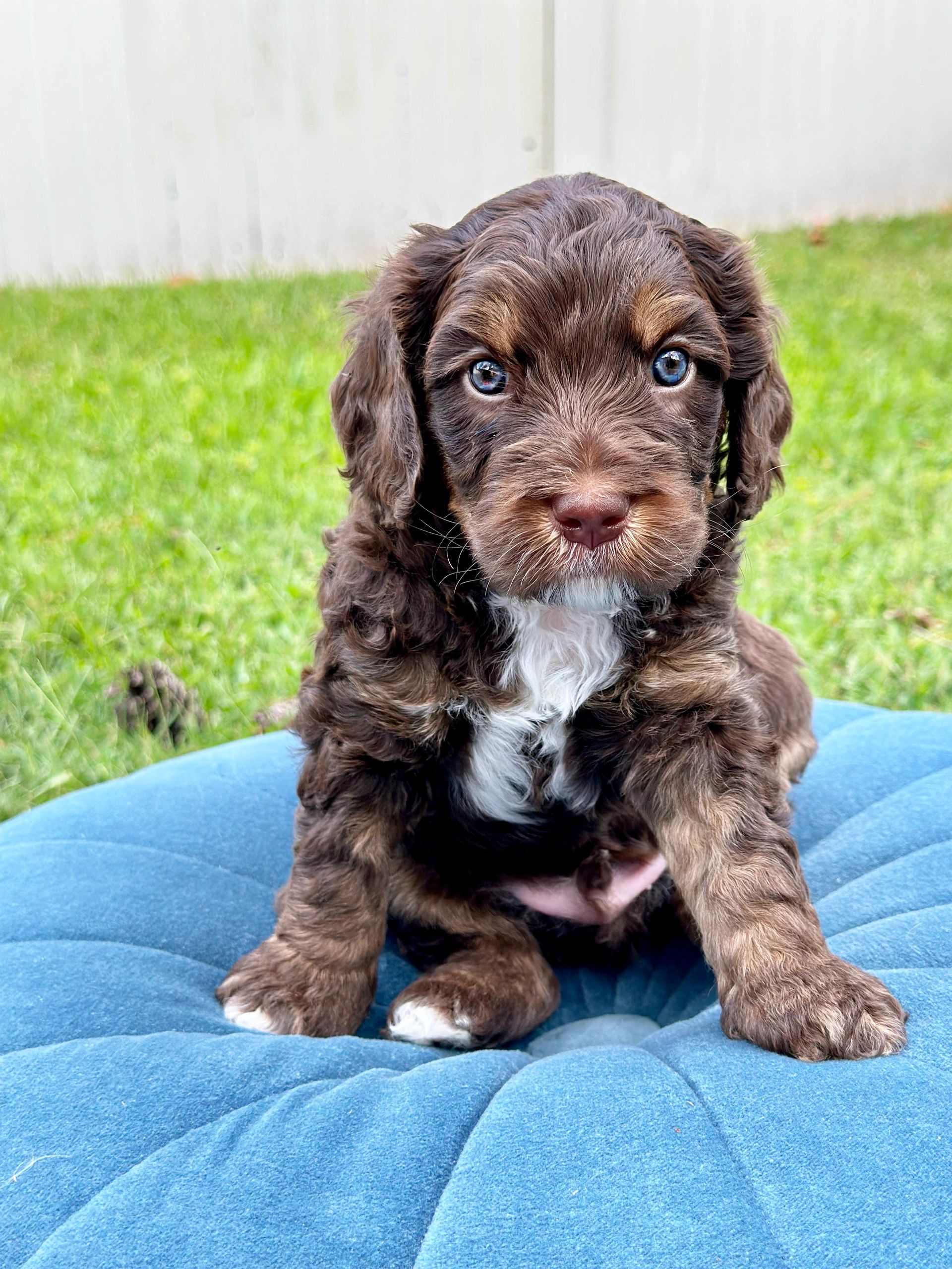 Queen & Bridgerton Litter