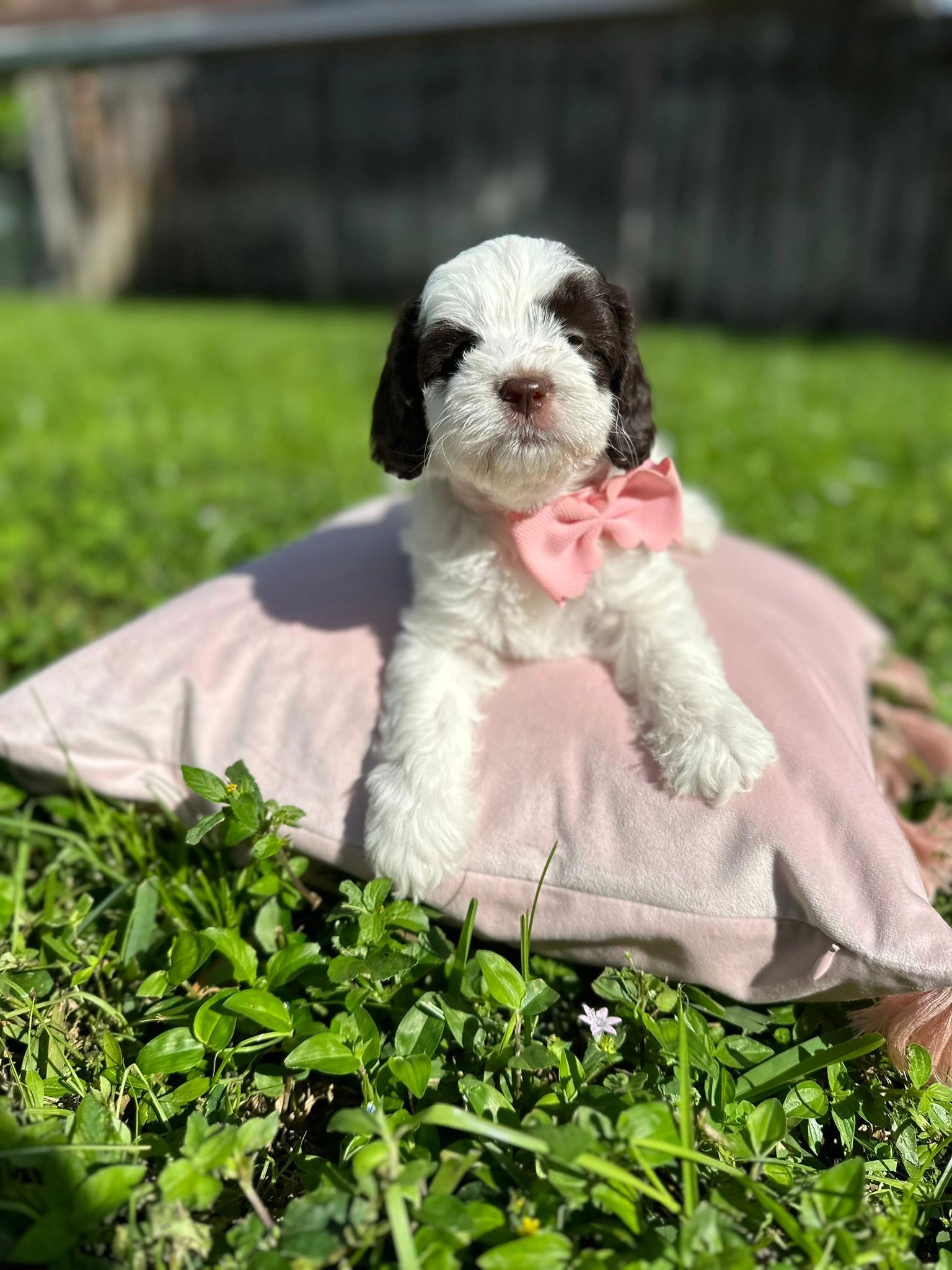 What is the most popular Australian Labradoodle color?