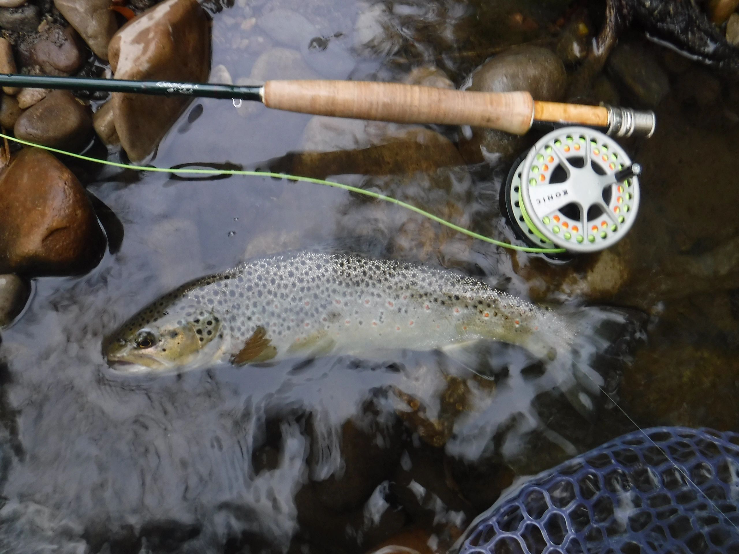 Evergreen Fly Fishing Club