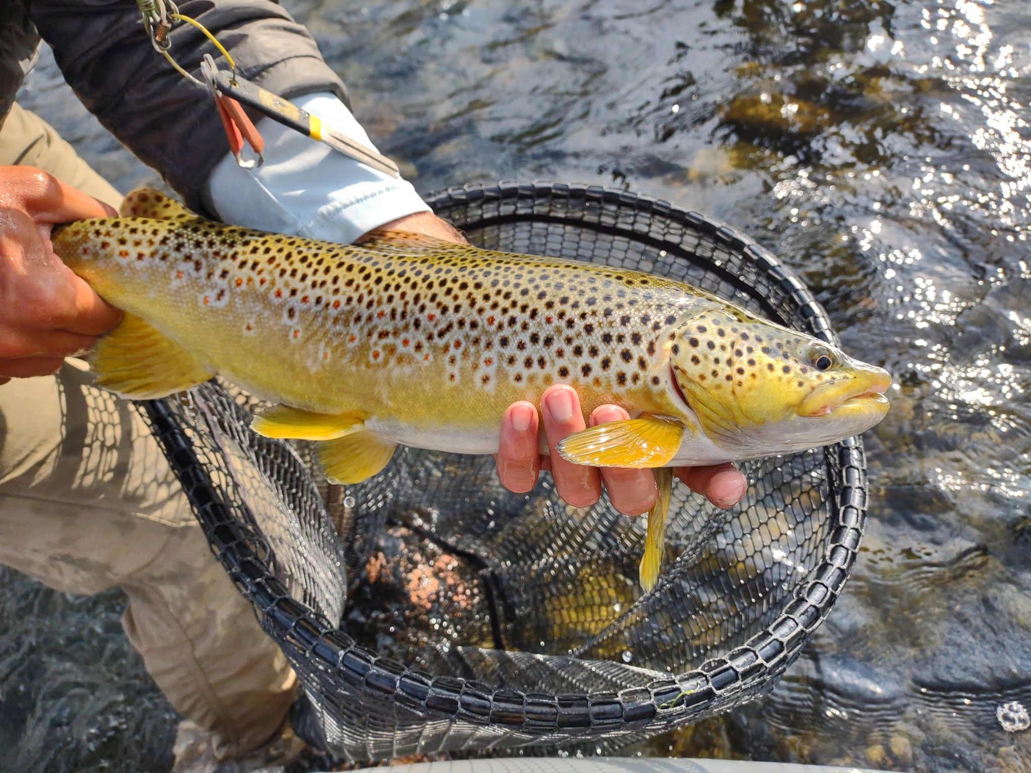 Evergreen Fly Fishing Club