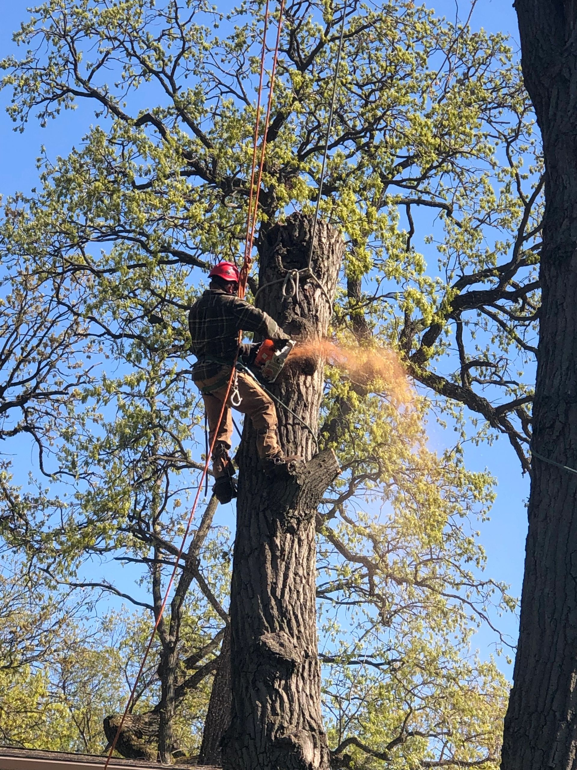Leon Tree Services