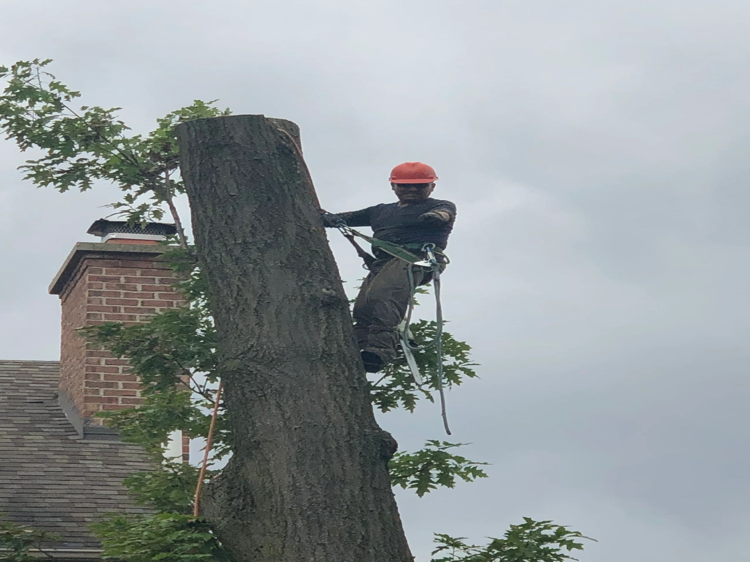 Leon Tree Services