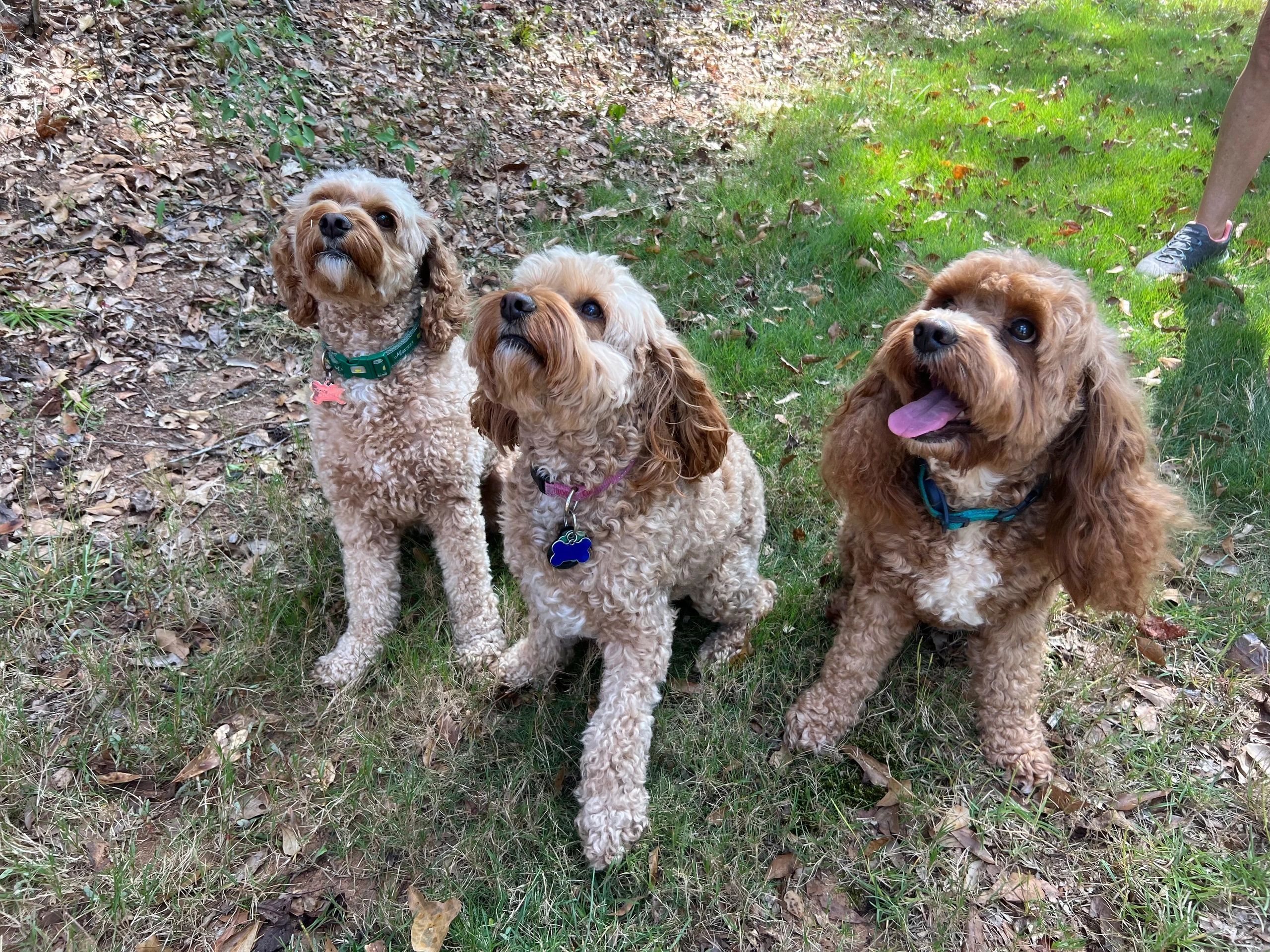 Find Your Perfect Cockapoo Puppy at Bear Creek Farms Cockapoos
