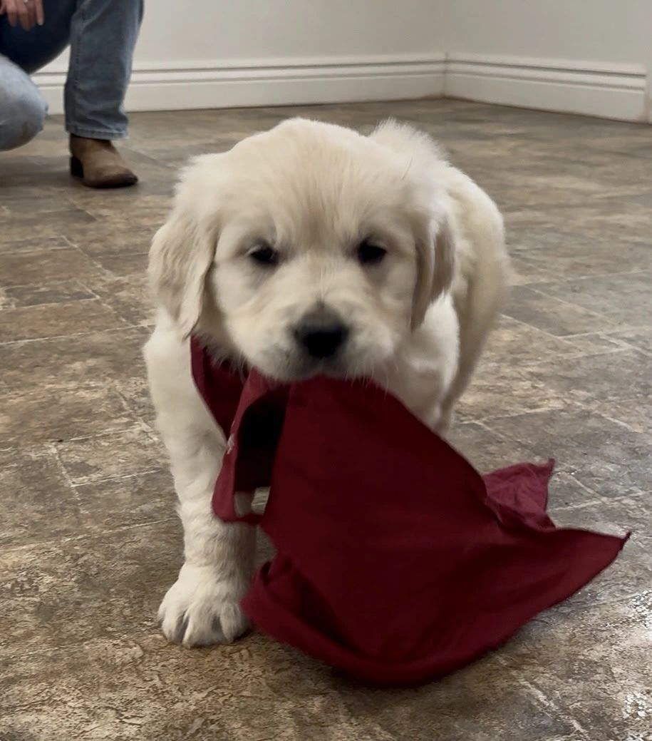 How a Personality Temperament Test Helps Match Puppies