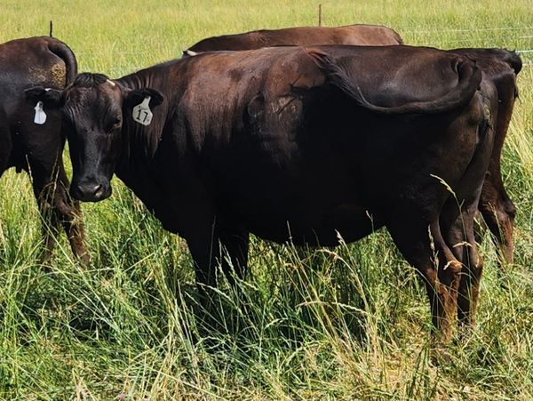 Available Wagyu females