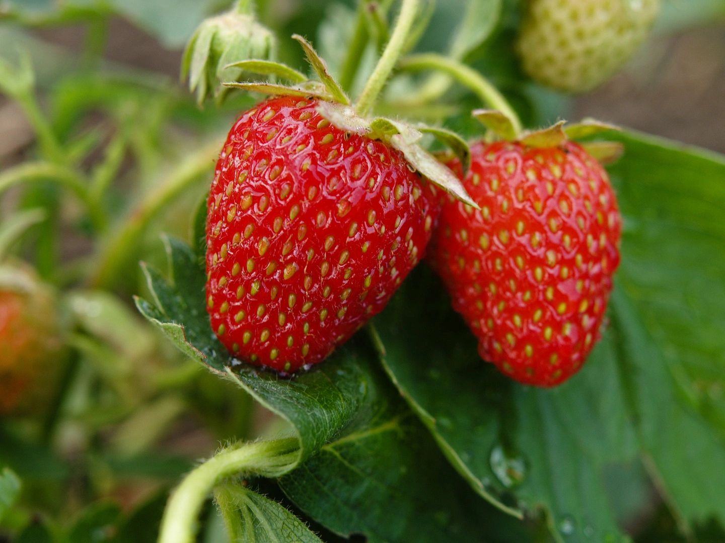Homestead Orchard