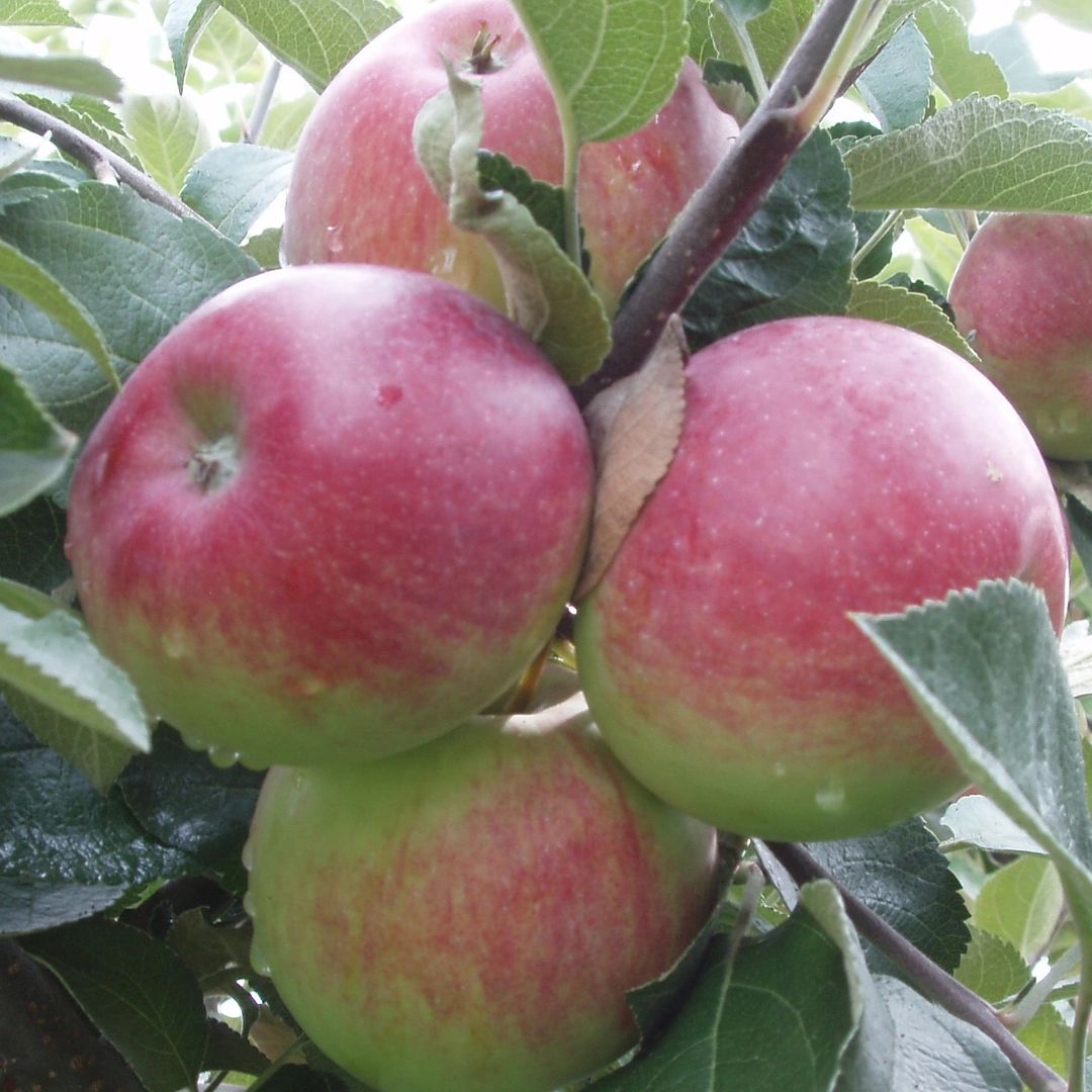 Homestead Orchard