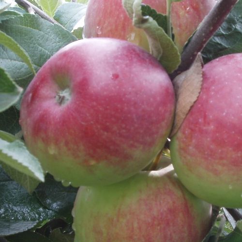 Homestead Orchard