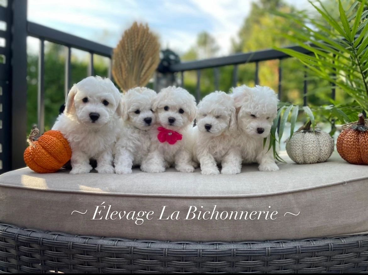 Chiot Bichon - Élevage La Bichonnerie