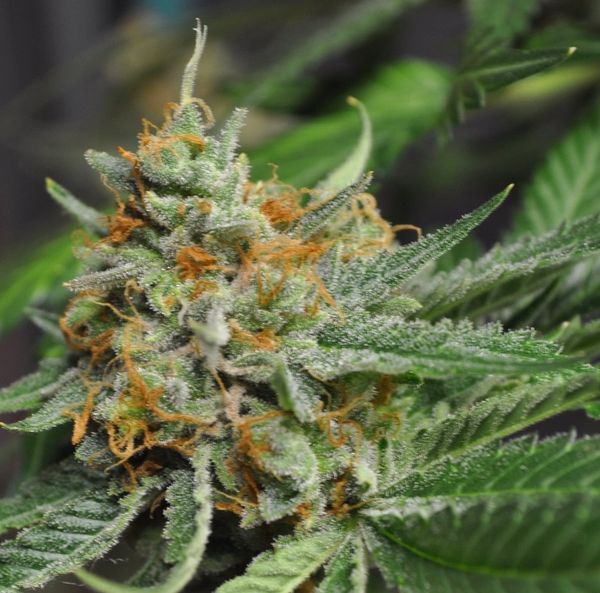 Sunny Z 5 Feminized Seeds sunny-z-5-feminized-seeds