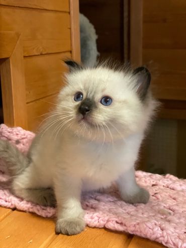 Ragdoll Babies - Ragdoll Cats; Ragdoll Kittens, Purebred Ragdoll ...